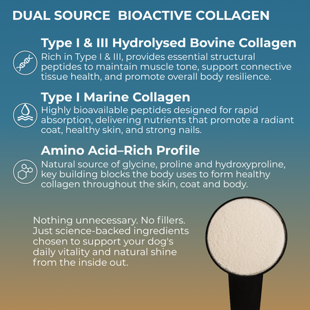 Premium Collagen For Dogs Powder – Verapaws
